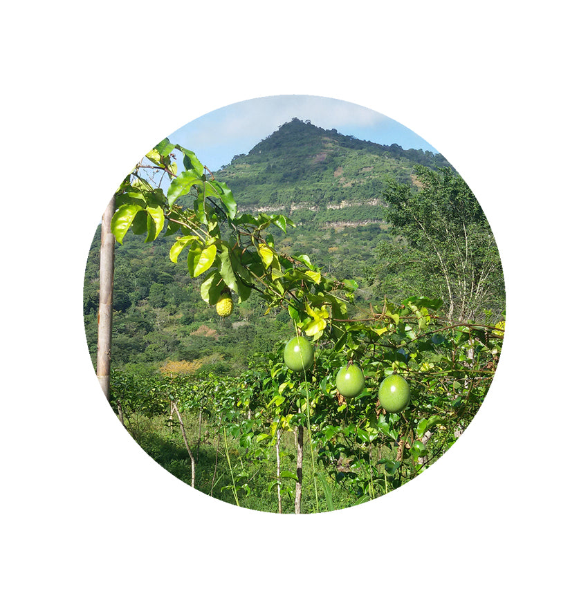 Fruit Purees Guava Mango Passion Fruit – Jungle Pulp